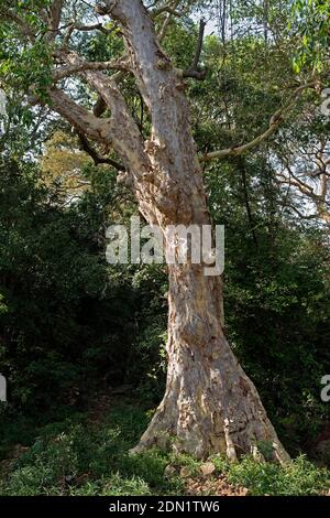 Bottom view of tall old trees in forest. Blue sky in background Stock ...