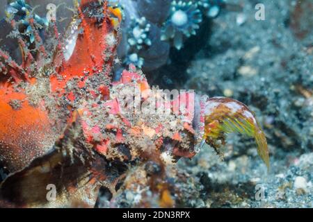 Devil fish, Demon stinger or devil stinger (Inimicus didactylus ...