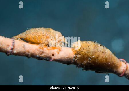 Cryptic Sponge Shrimp [Gelastocaris paronea] on a sea whip. Lembeh ...