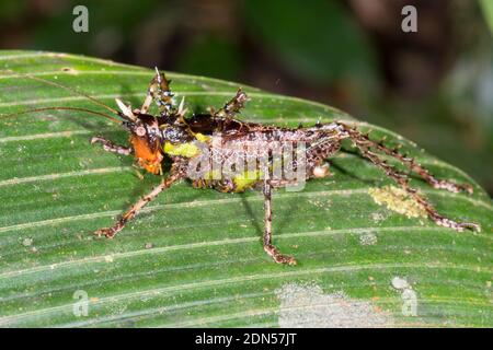 Cricket in the understory of montane rainforest in the Cordillera del ...