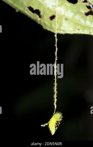 Larva of a false burnet moth (Urodidae) has spun a cage to protect ...
