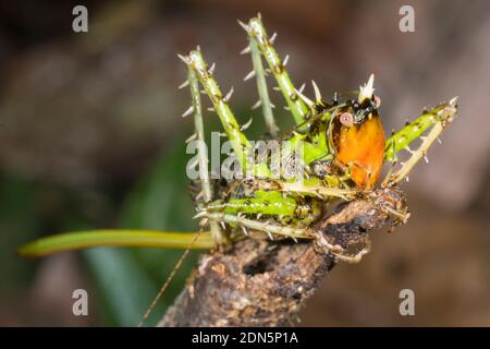 Cricket in the understory of montane rainforest in the Cordillera del ...
