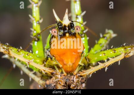 Cricket in the understory of montane rainforest in the Cordillera del ...