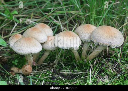 Lacrymaria lacrymabunda, the Weeping Widow, wild mushroom from Finland ...