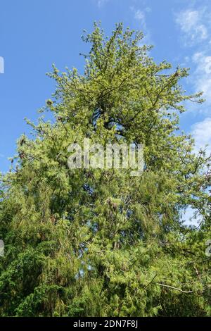 Bhutan Pine, Himalayan Pine (Pinus wallichiana), single tree Stock ...