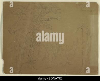 Drawing, Trees, Grand Manan Island, Canada, 1851 Stock Photo - Alamy