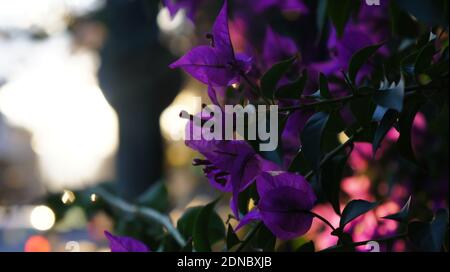 Athens, Greece December 13th sunlit on flowers during sunset in the ...