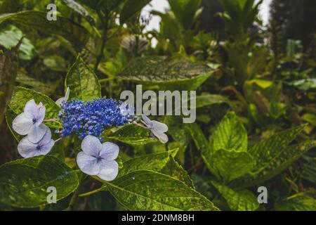 Azores. National flower of Azores Stock Photo - Alamy