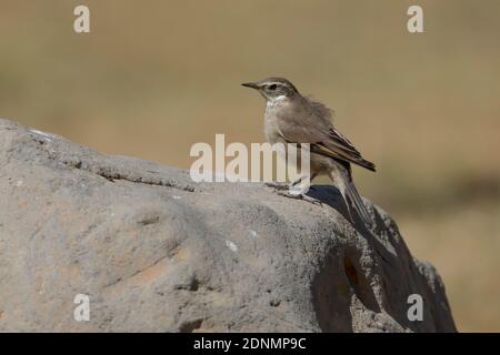 Buff-winged cinclodes, El Yeso, Chile, January 2018 Stock Photo - Alamy