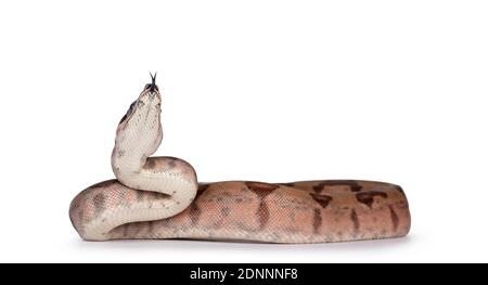 Baby Boa Constrictor Imperator snake. Isolated on white background ...