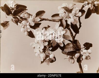 Wilhelm Weimar, apple blossom, collodion paper, black and white ...