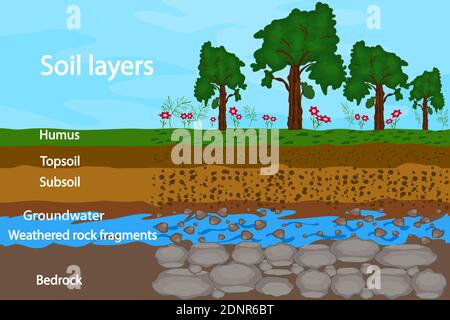 Soil layer scheme or diagram with grass and roots, earth texture and stones. Cross section of ...