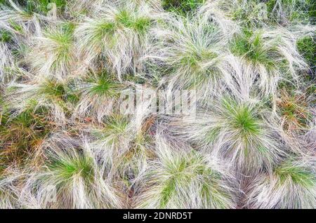 Natural natural background from a green grass on a meadow Stock Photo ...