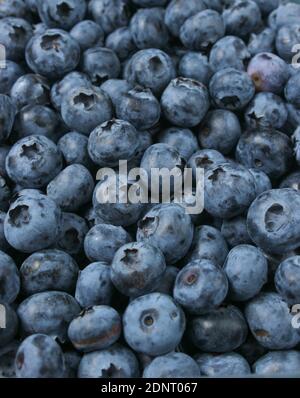 A lot of blueberries, background of berries, top view Stock Photo - Alamy