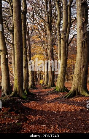autumn in east frisia Stock Photo - Alamy