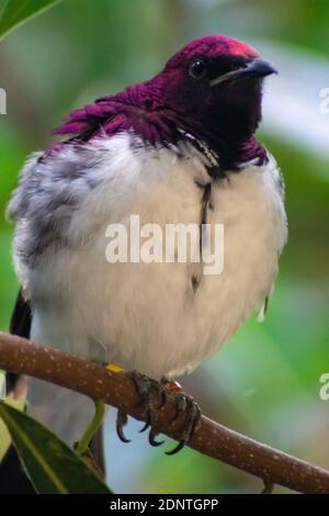 Cute, colorful bird fluffing his feathers on a branch in the rainforest ...