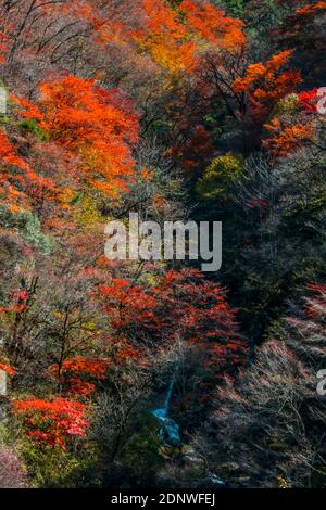 Beautiful autumn landscape in Shennongjia Mountains, Hubei, China Stock ...