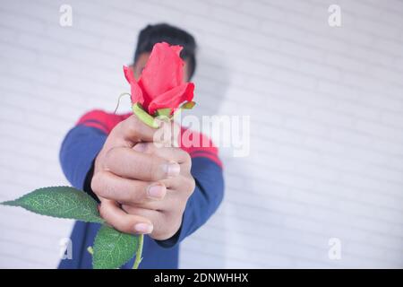 unrecognized man hand holding rose flower on white background Stock ...