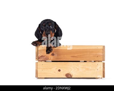 Adorable black and tan Dachshund aka Teckel dog puppy, standing facing ...
