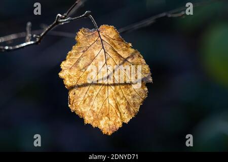 Alder leaf (Alnus glutinosa) illuminated in the autumn sunshine Stock ...