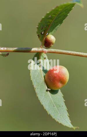 Smooth Pea Galls on Dog Rose Rosa canina leaves caused by Cynipid Wasp ...
