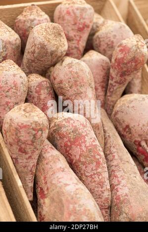Beetroot 'Cheltenham Green Top', Beta vulgaris Stock Photo - Alamy