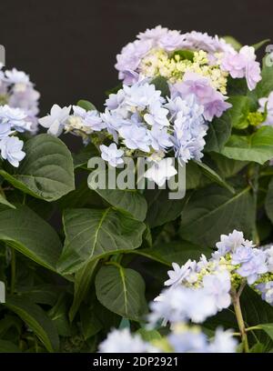 Hydrangea macrophylla 'Fireworks Blue' Stock Photo - Alamy