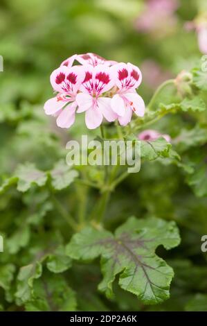 Oak-leaf geranium, pelargonium quercifolium, Geraniaceae. A common folk ...