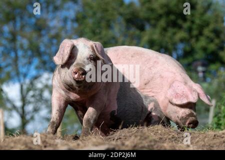 Coon coon pigs in a small holding Stock Photo - Alamy