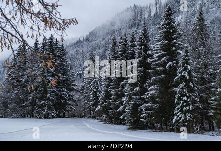 Road through moody snowy pine forest in winter, snow fall. Winter in ...