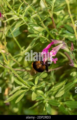 Bee on Salvia Jamensis "Raspberry Royale' Stock Photo - Alamy