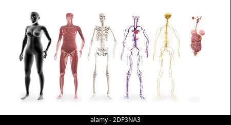 Human body systems. Illustrations of the muscular, skeletal ...