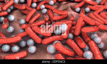 Illustration of rod-shaped and spherical (cocci) bacteria. Rod-shaped ...