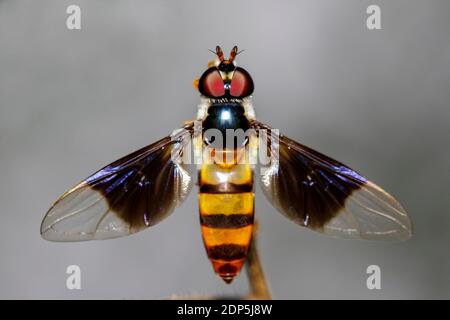 Fruit fly, Drosophila melanogaster, color variation. On the left are ...