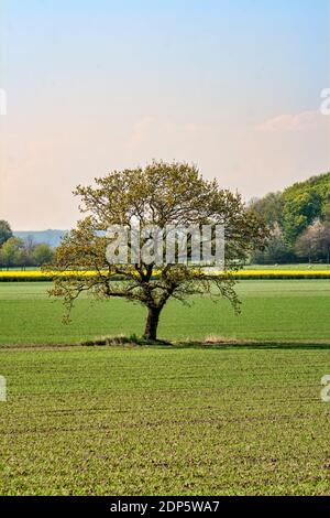 Lonely tree in blooming oilseed rape field from above, drone pov Stock ...