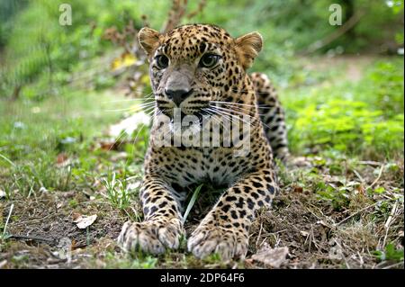 Leopard (Panthera pardus kotiya) is lying on a big rock in Yala ...