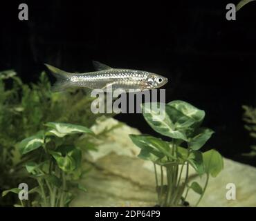 Sunbleak (Leucaspius delineatus). Adult fish under water. Germany Stock ...