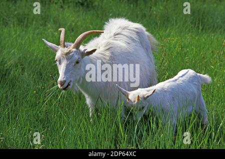 Appenzelle Goat, Mother and Young Stock Photo - Alamy