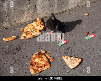 Unexpected feast. Pigeon with injured toes preparing to eat pizza which ...
