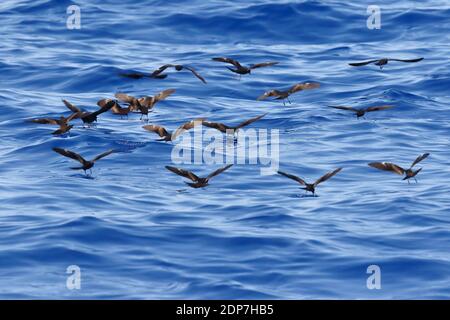 Matsudaira's Storm-Petrels (Hydrobates matsudairae) fluttering flock ...