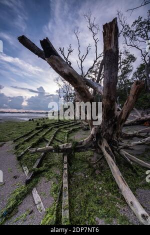 A vertical shot of tree trunks at the coast of an ocean during sunset ...