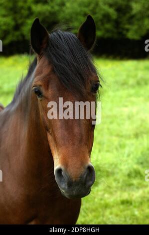 French Saddle Pony, Portrait of Adult Stock Photo - Alamy