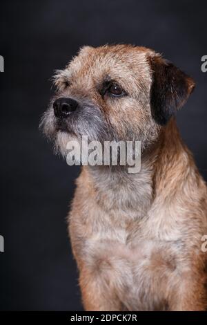 Portrait of a red dog Border Terrier breed in studio on a black ...