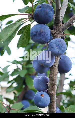 A vertical closeup of prune branches with leaves on the blurred, dark ...