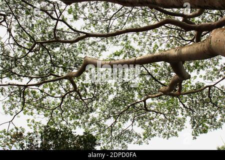 Looking up into the canopy of a tree with wispy, small leaves in Haiku ...