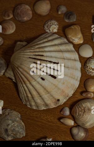 a vertical closeup of various seashells on the ground Stock Photo - Alamy