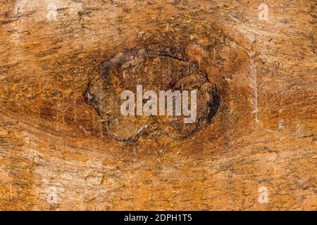 Knot Hole - Wood Texture Stock Photo - Alamy