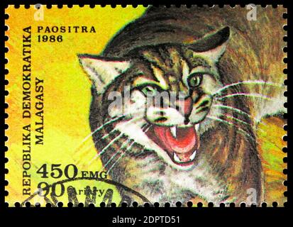 African golden cat (Profelis aurata) Female, close-up of head and ...