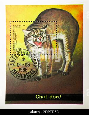 African golden cat (Profelis aurata) Female, close-up of head and ...