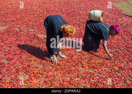 Farmer sorting red chilli pepper fruits, Kuluedor, Ghana Stock Photo ...
